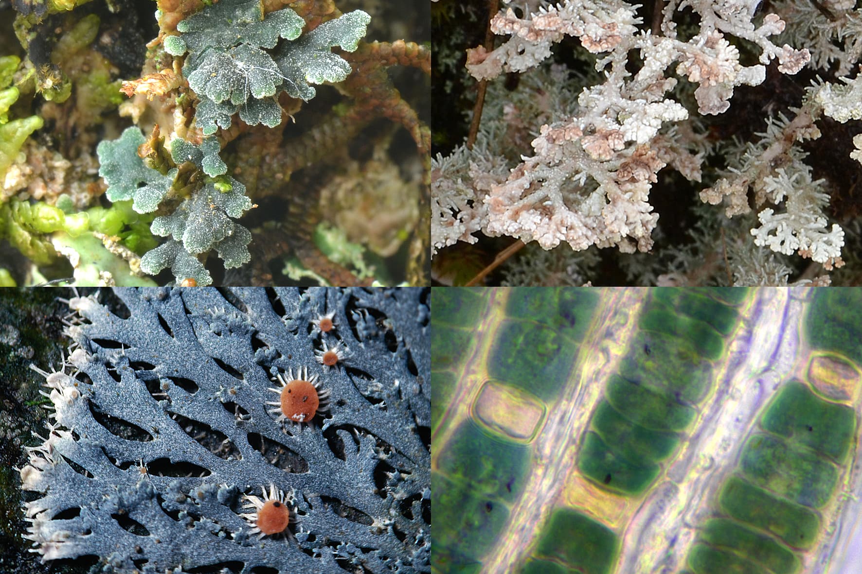 Is everything everywhere? - Understanding hidden diversity of tropical ...