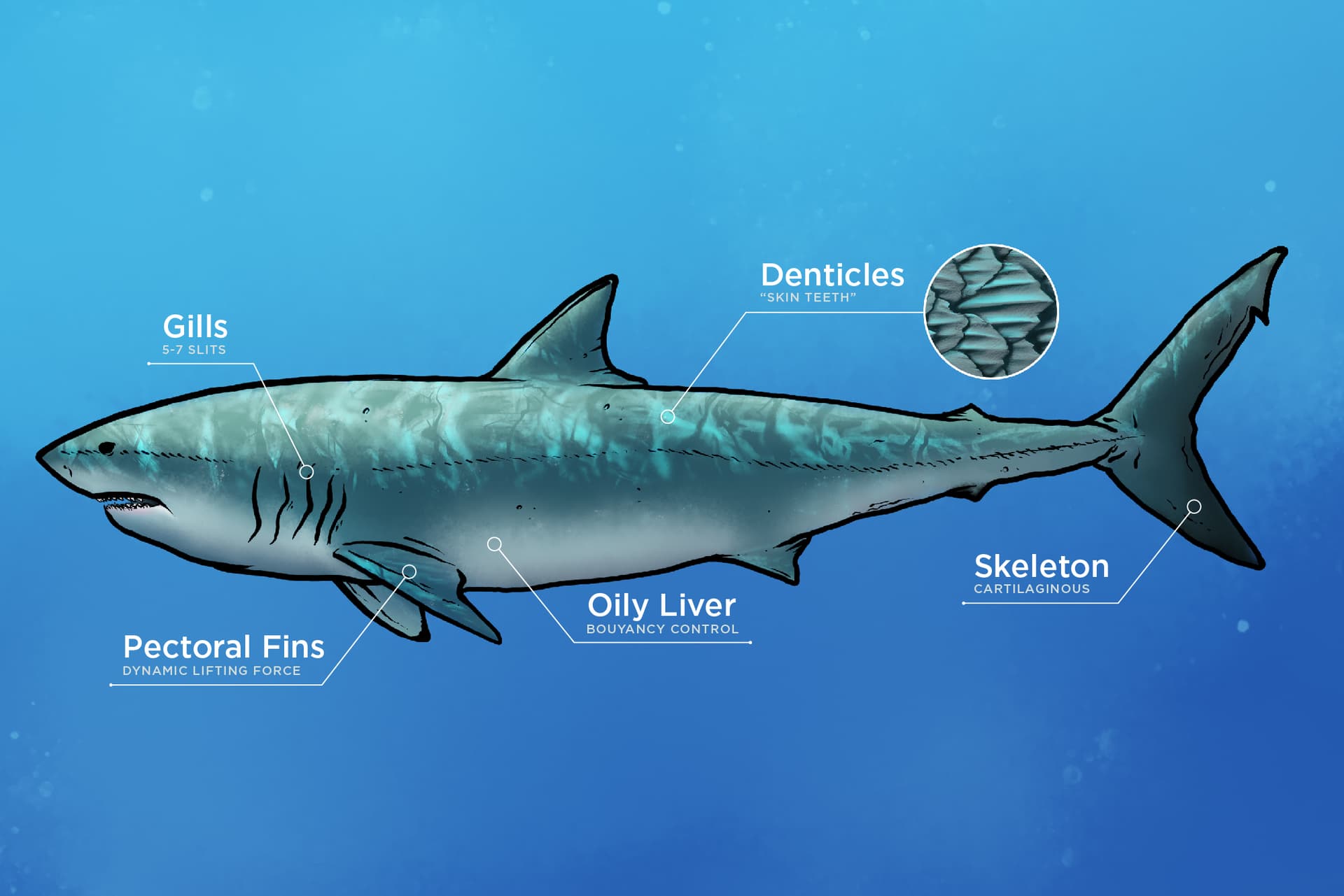Four Fossil Sharks That Are Cooler Than Megalodon - Field Museum