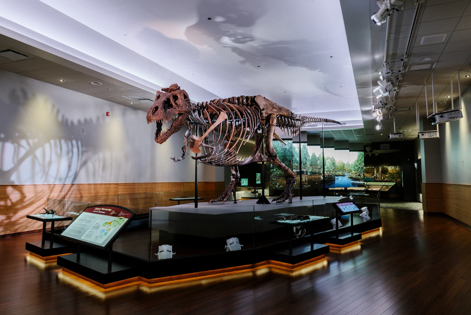 SUE the T. rex - Field Museum