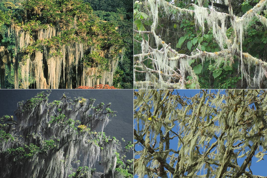How lichens reproduce with "greenhorn" baby lichens... - Field Museum
