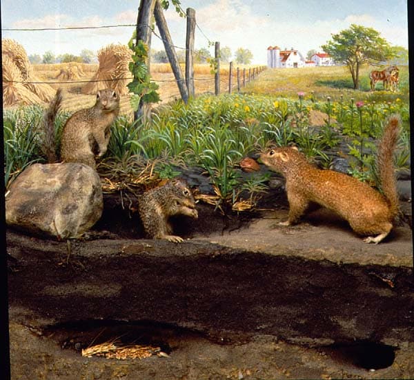 Earth Science - Field Museum